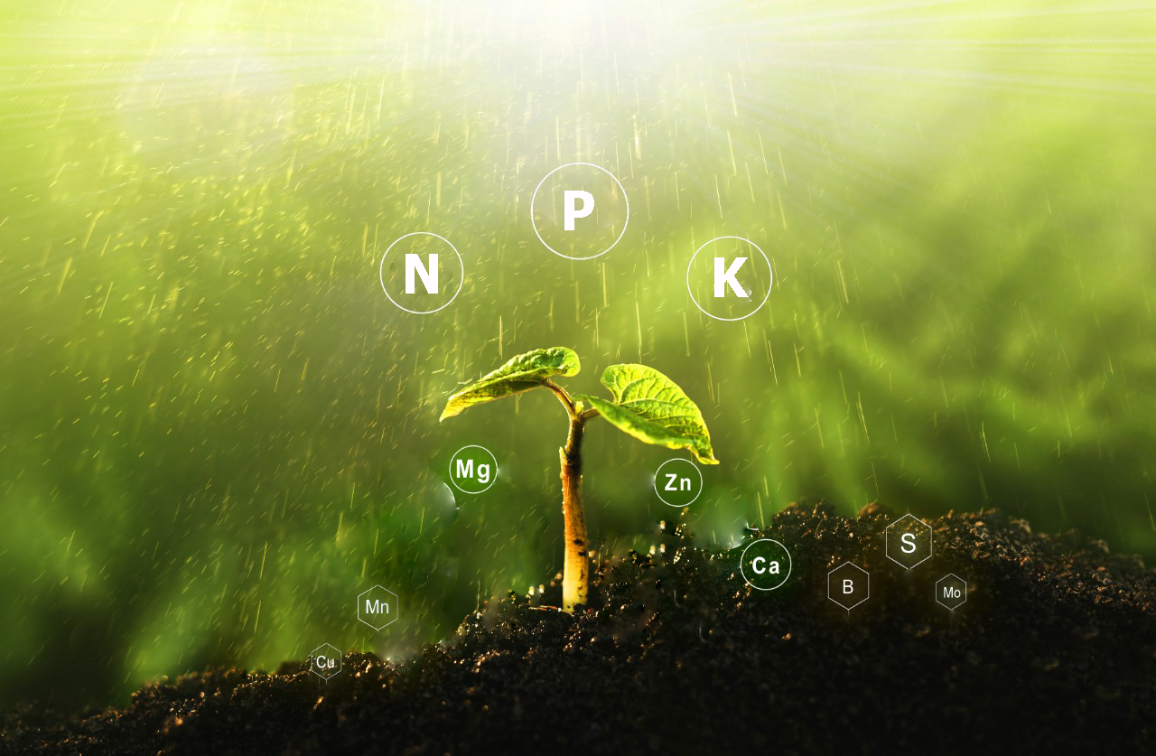 NPK Foliar Fertilizers – AL-MAJJARRA FOR AGRIBUSINESS SOLUTIONS